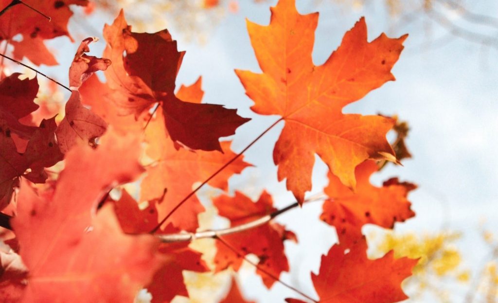 Autumn Budget 2021 | PKF Smith Cooper